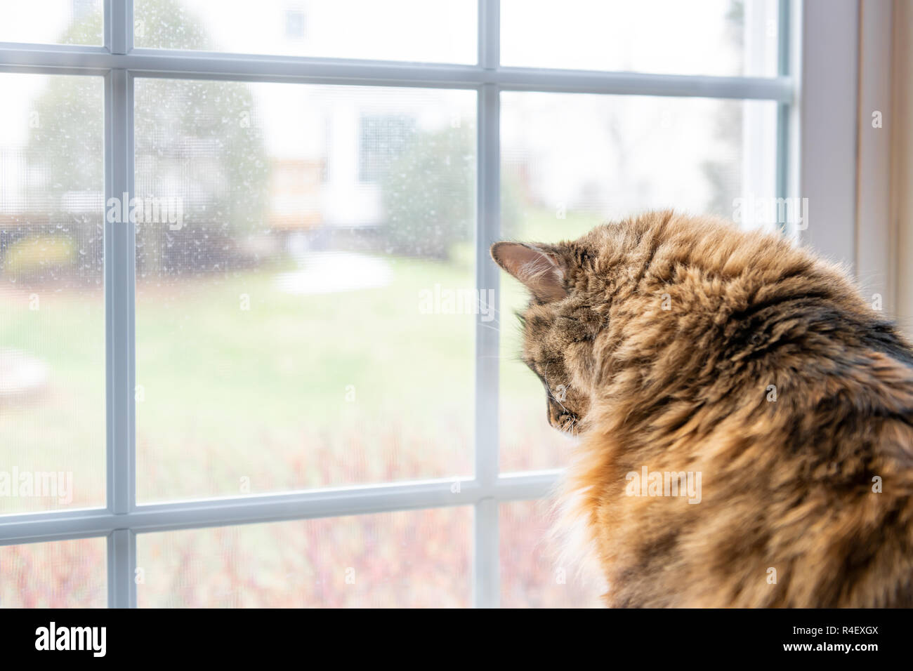 Behind, back, side profile closeup of one female maine coon calico cat ...