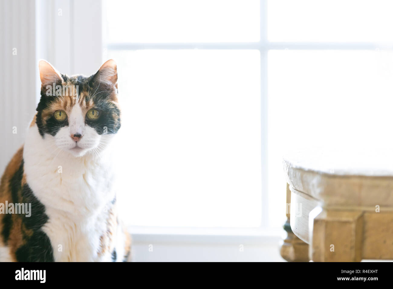 Closeup portrait of calico cat, head, face sitting in front of window ...