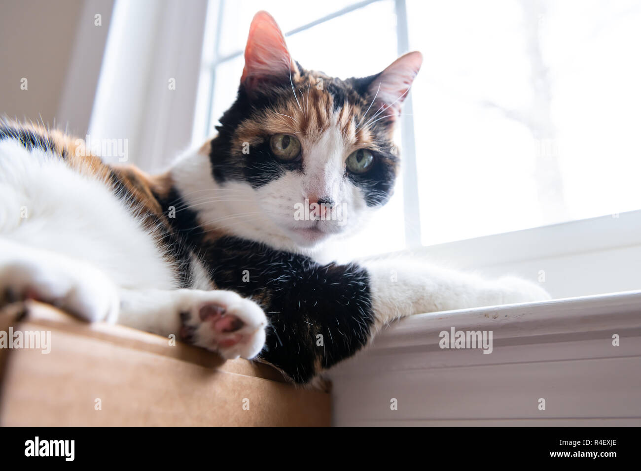 Low Angle Closeup Portrait View Of Female Cute Calico Cat Face Lying By Windowsill Sill Inside