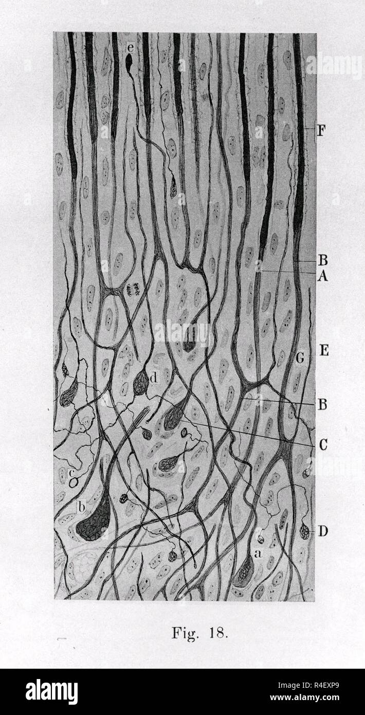 PORTION OF THE CENTRAL CAPE OF THE CIATIC NERVE FROM A ONE-WEEK OLD CAT ...
