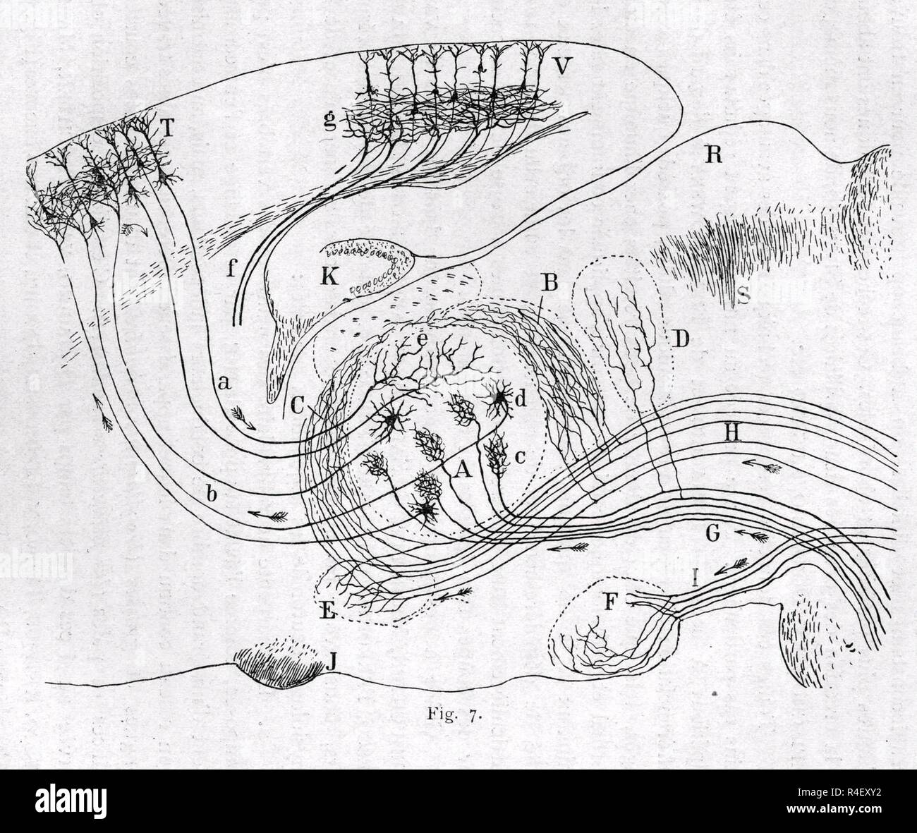 Santiago ramon y cajal neuron hi-res stock photography and images - Alamy