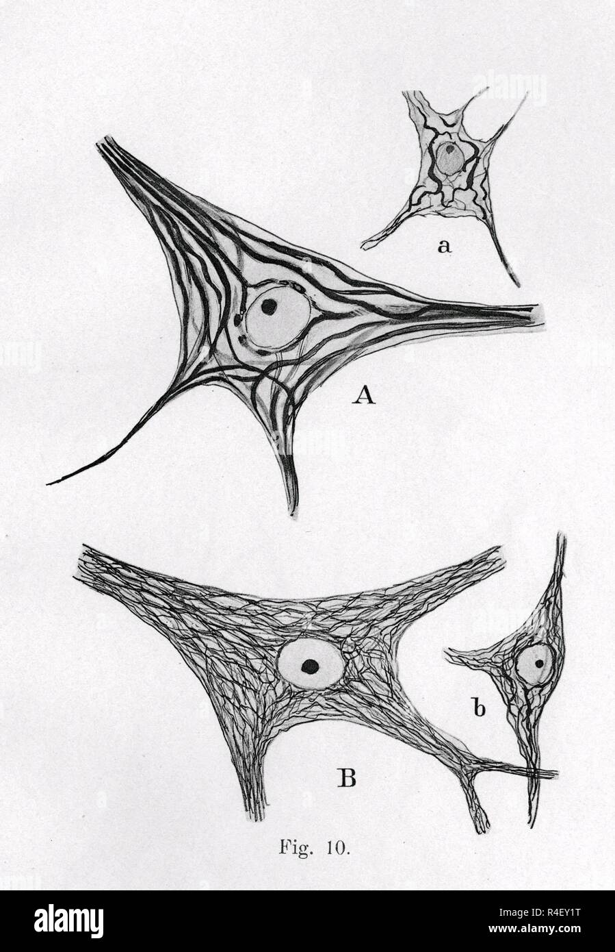 A MOTORIZED CELL OF THE SPINAL CELL OF THE LIZARD IN WINTER TO CELLULA ...