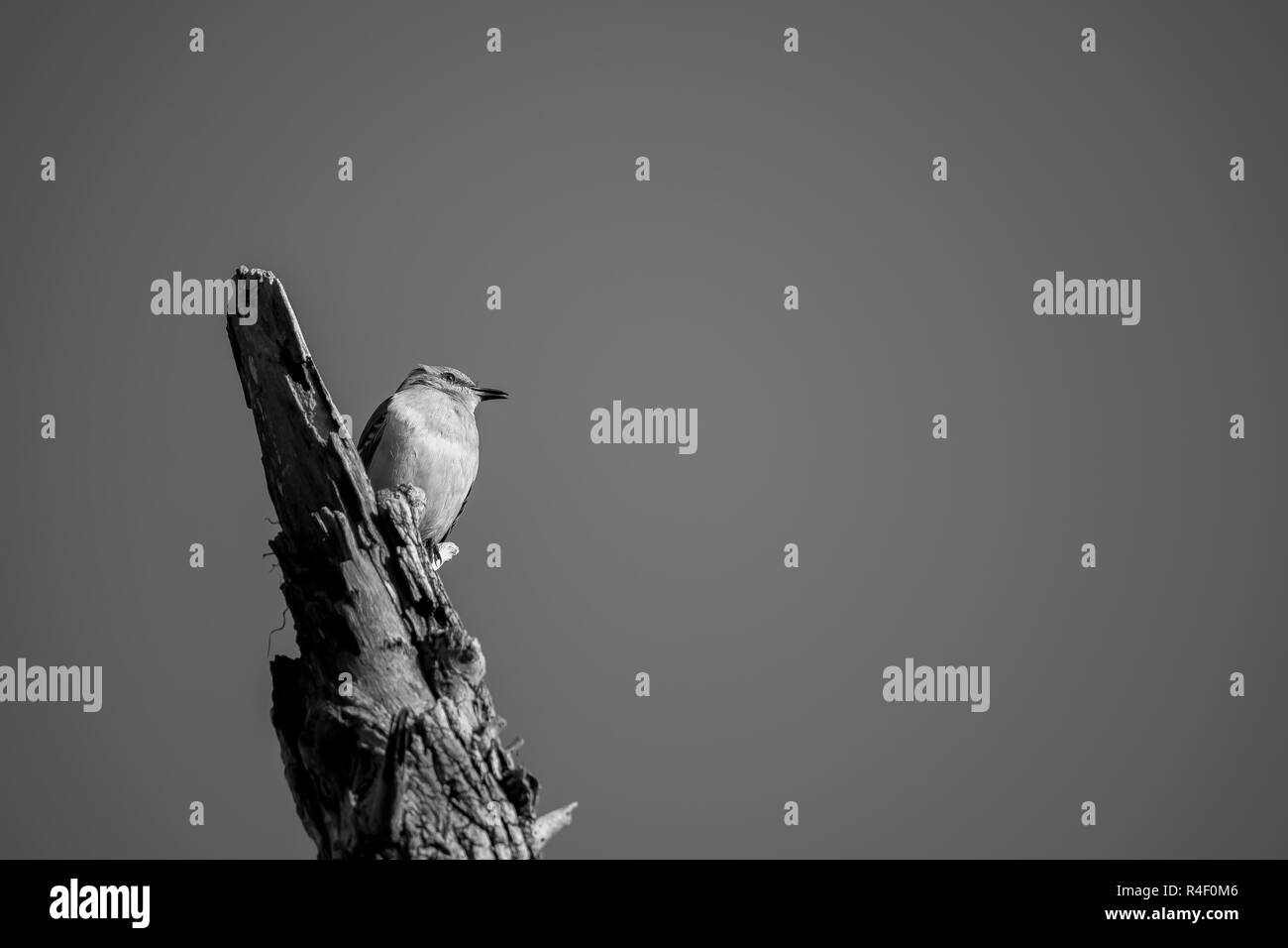 Isolated robin bird Black and White Stock Photos & Images - Alamy