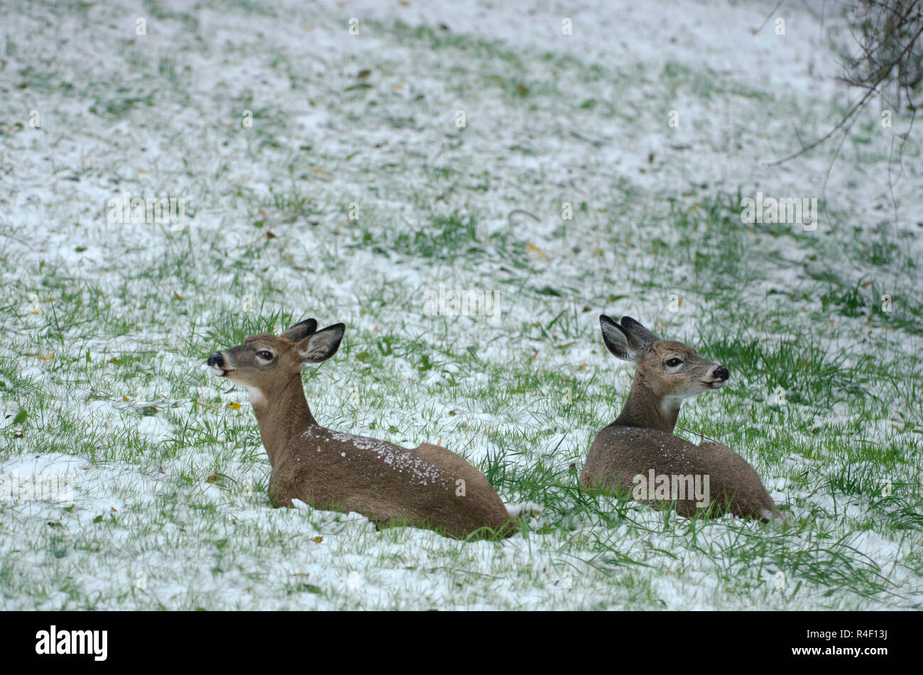 Pair of deer hi-res stock photography and images - Alamy
