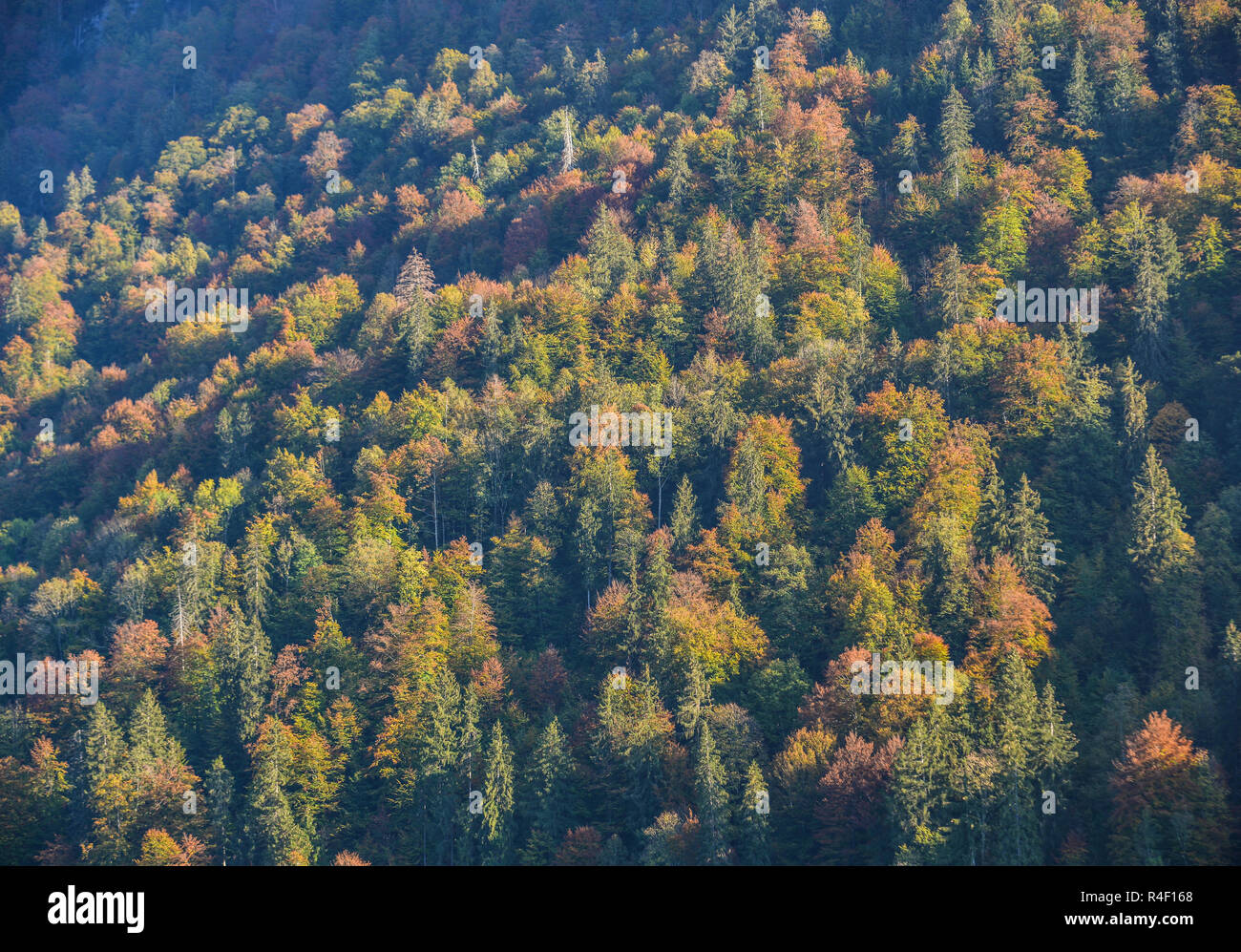 Pine tree forest at autumn in Interlaken, Switzerland Stock Photo - Alamy