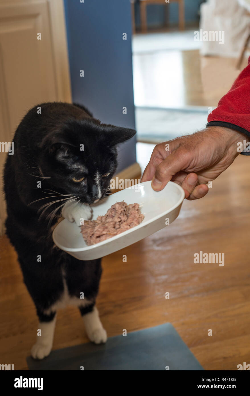 Pet cat being fed tuna Stock Photo - Alamy