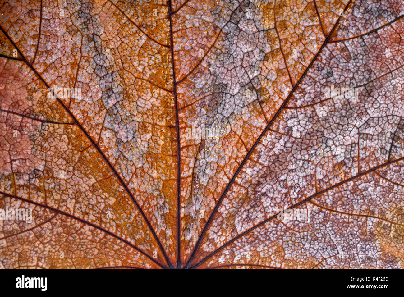 Background and texture of dry autumn leaves Stock Photo - Alamy