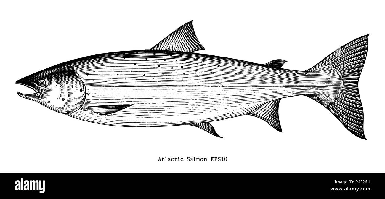 Atlantic salmon fishing Stock Vector Images - Alamy