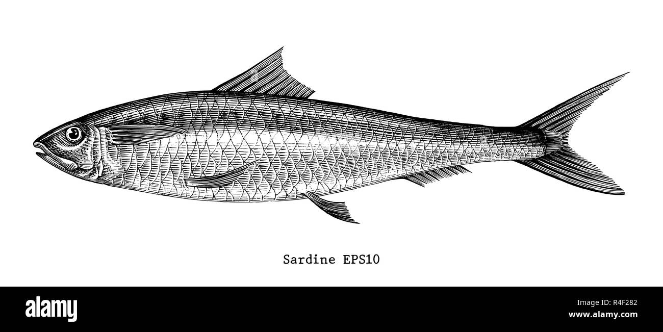 Sardine fish hand drawing vintage engraving illustration Stock Vector ...