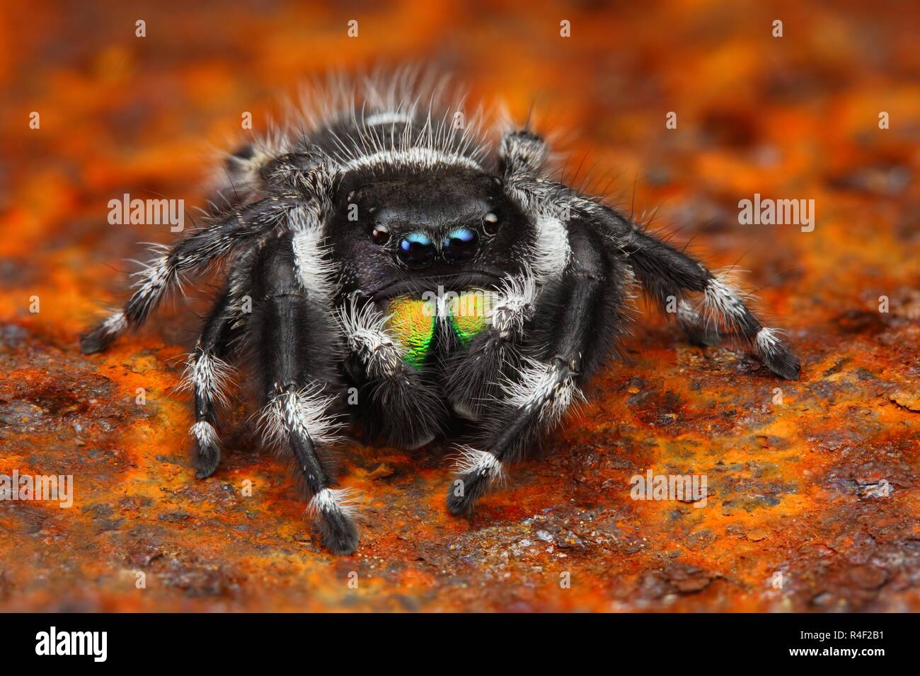 Beautiful close-up of a (Phidippus audax) Jumping spider Stock Photo ...