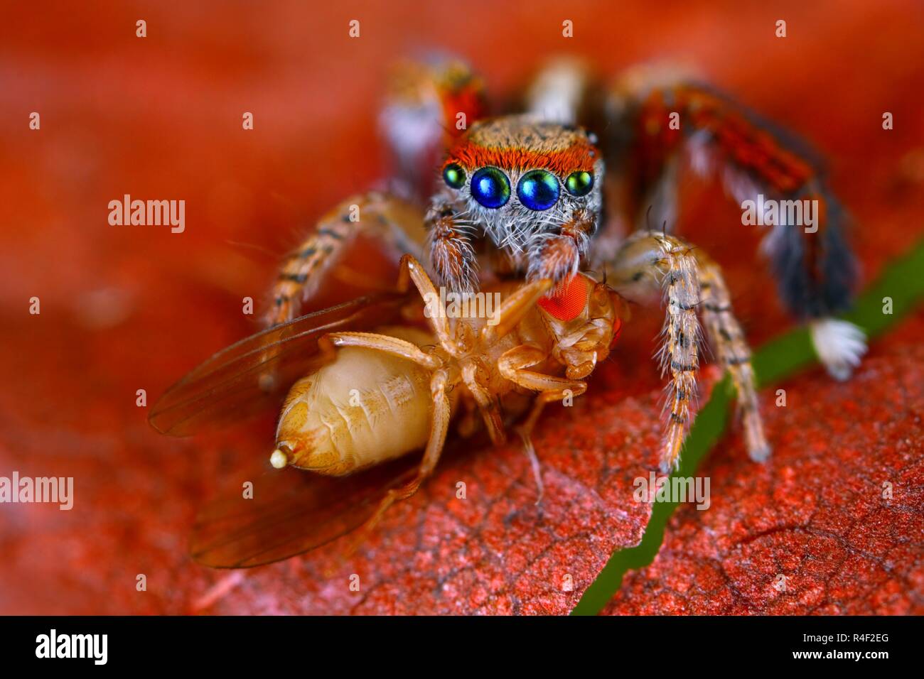 Beautiful close-up of a (Saitis barbipes) Jumping spider Stock Photo ...