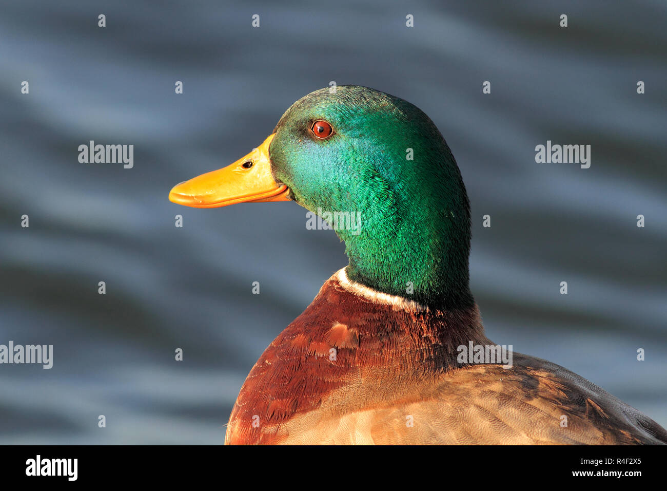 Duck profile photo hi-res stock photography and images - Alamy