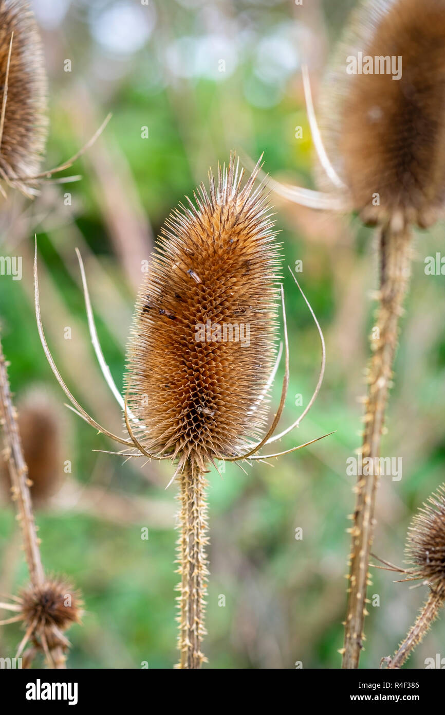 Teasel, Dipsacus fullonum, seed head in winter Stock Photo - Alamy