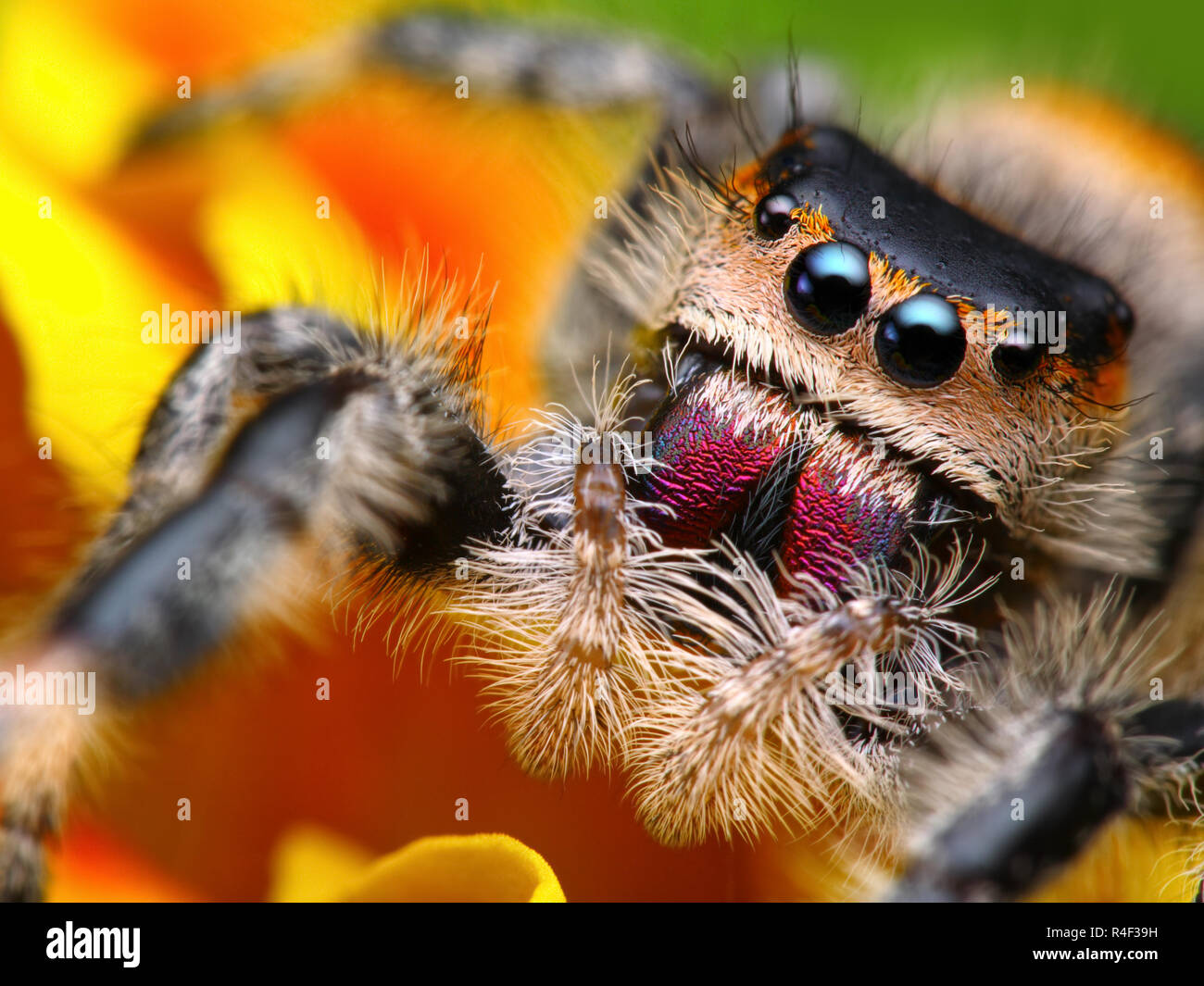 Beautiful close-up of a (Phidippus regius) Jumping spider Stock Photo ...
