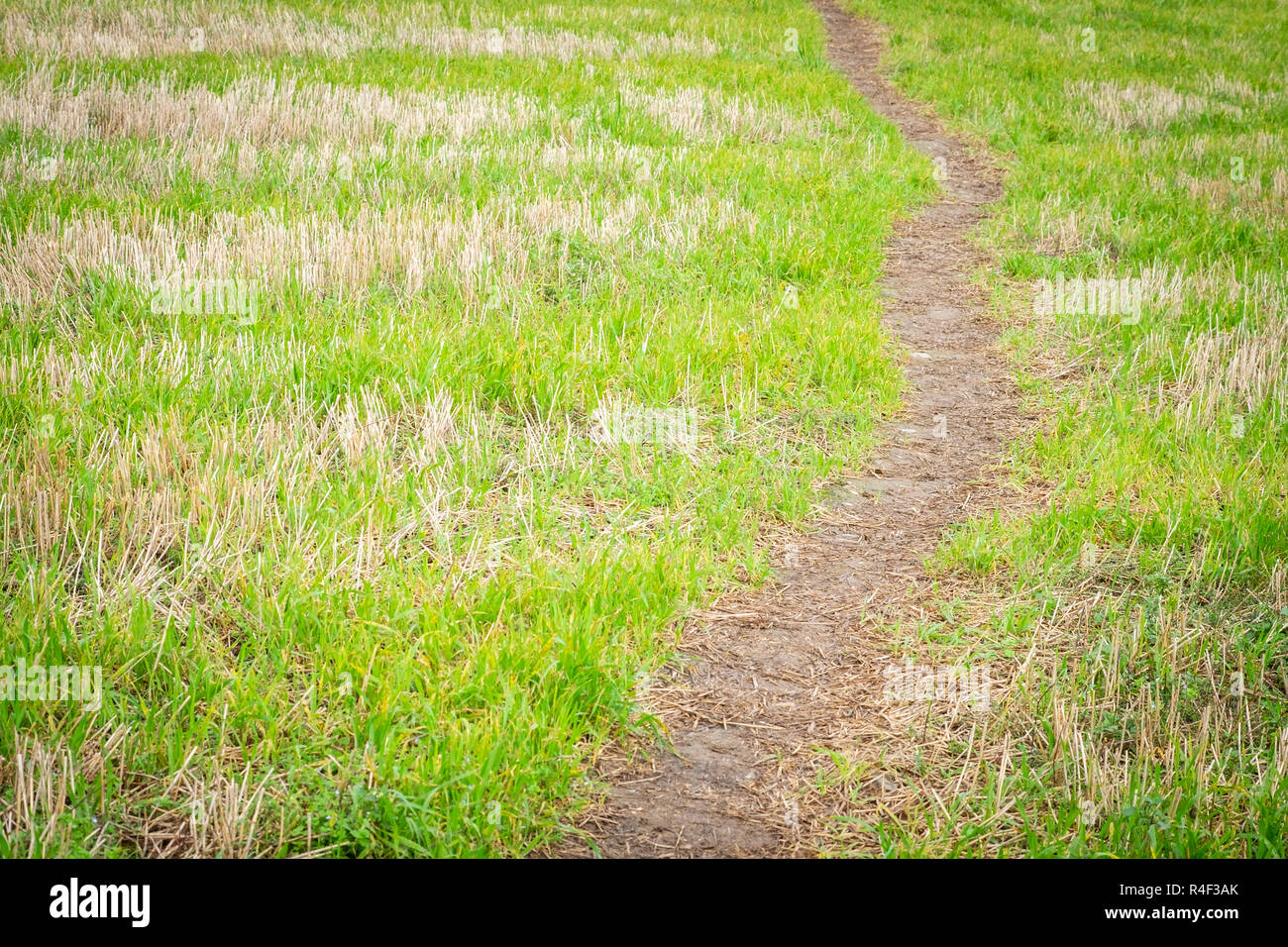 Path through field on farmland, Devon Stock Photo - Alamy