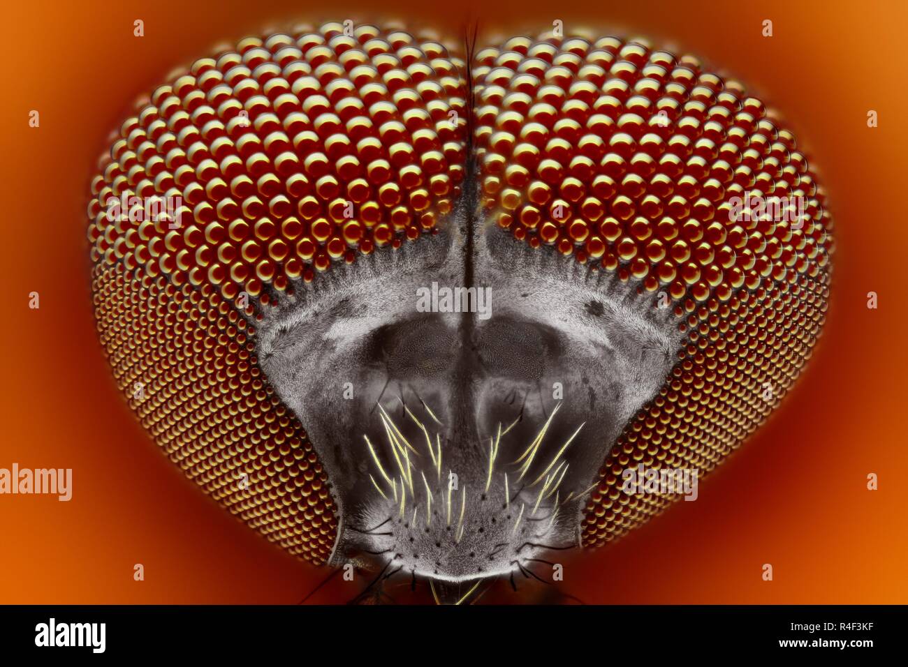 Microscopic view of fly hi-res stock photography and images - Alamy