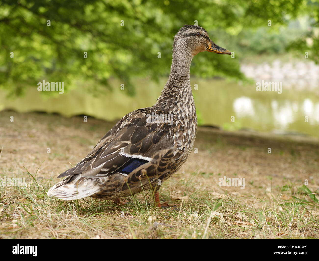 Duck one line hi-res stock photography and images - Alamy
