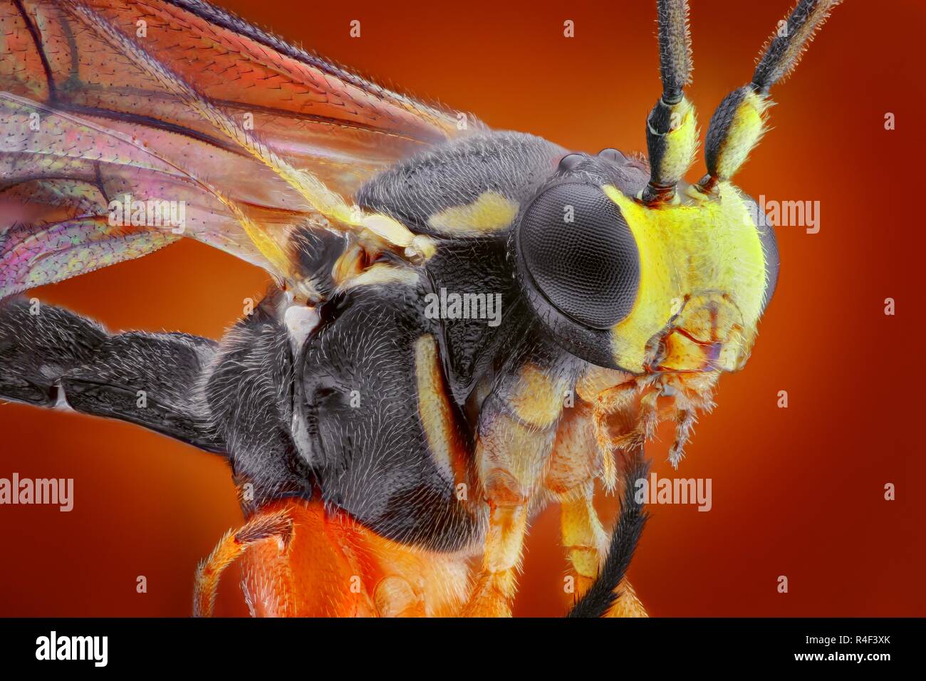 Microscopic view eye fly hi-res stock photography and images - Alamy