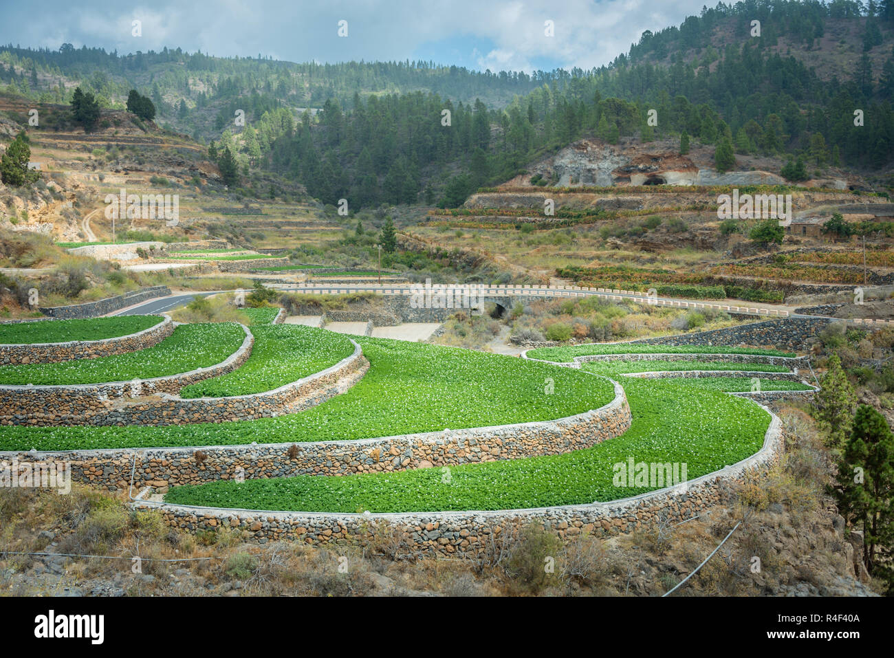 Maize terrace agriculture hi-res stock photography and images - Alamy