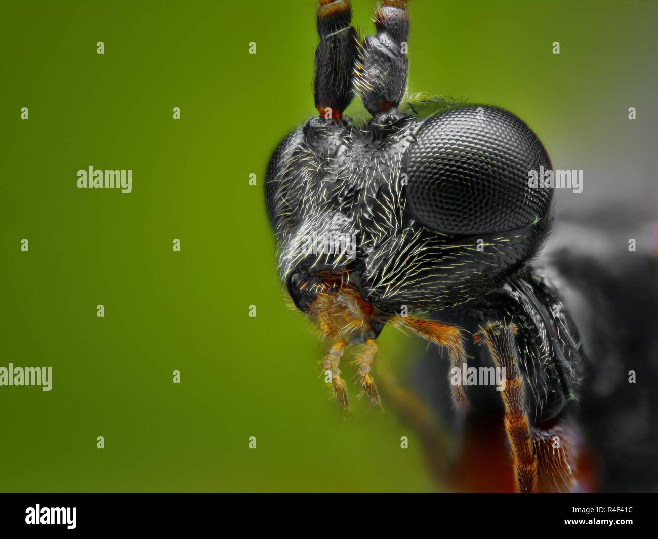 Extremely sharp and detailed study of a small wasp taken with a ...