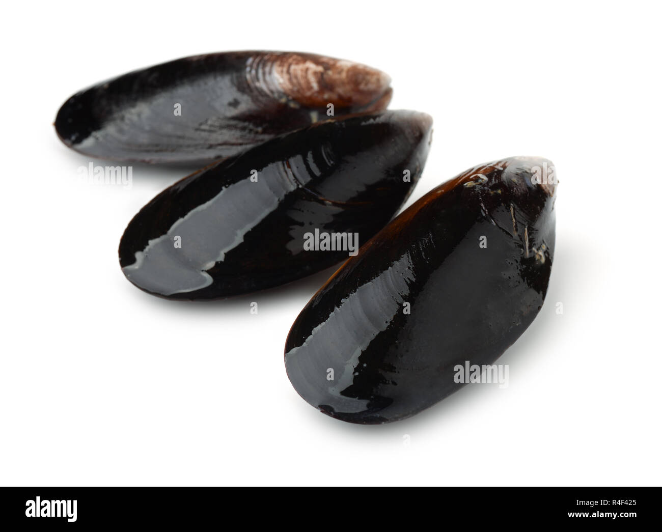 Three black whole shell mussels isolated on white Stock Photo - Alamy