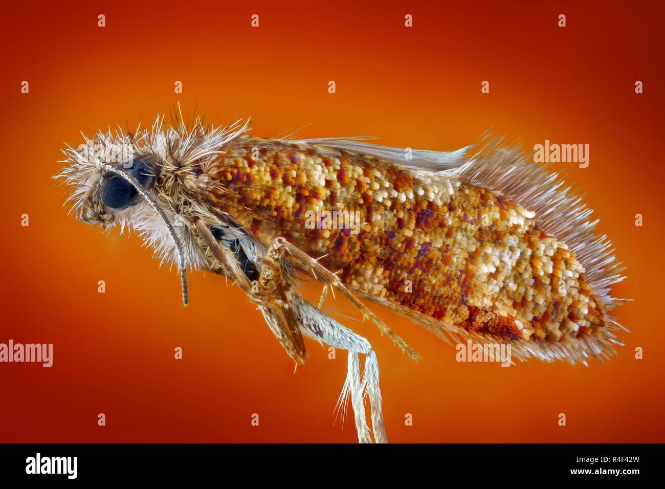 Colorful moth hi-res stock photography and images - Alamy