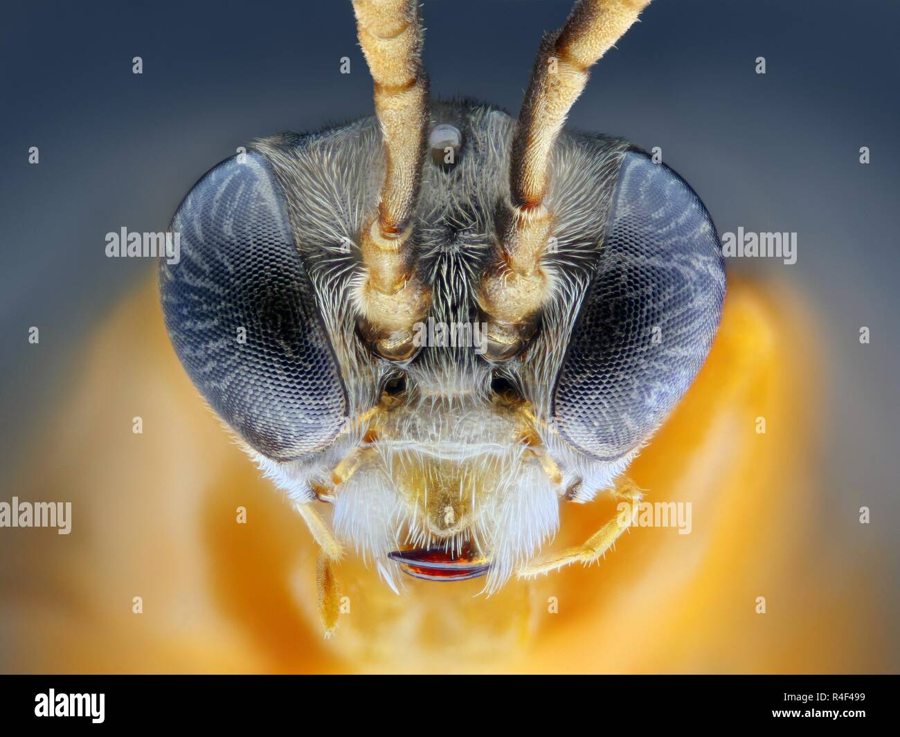 Extremely sharp and detailed study of a small fly head taken with a ...