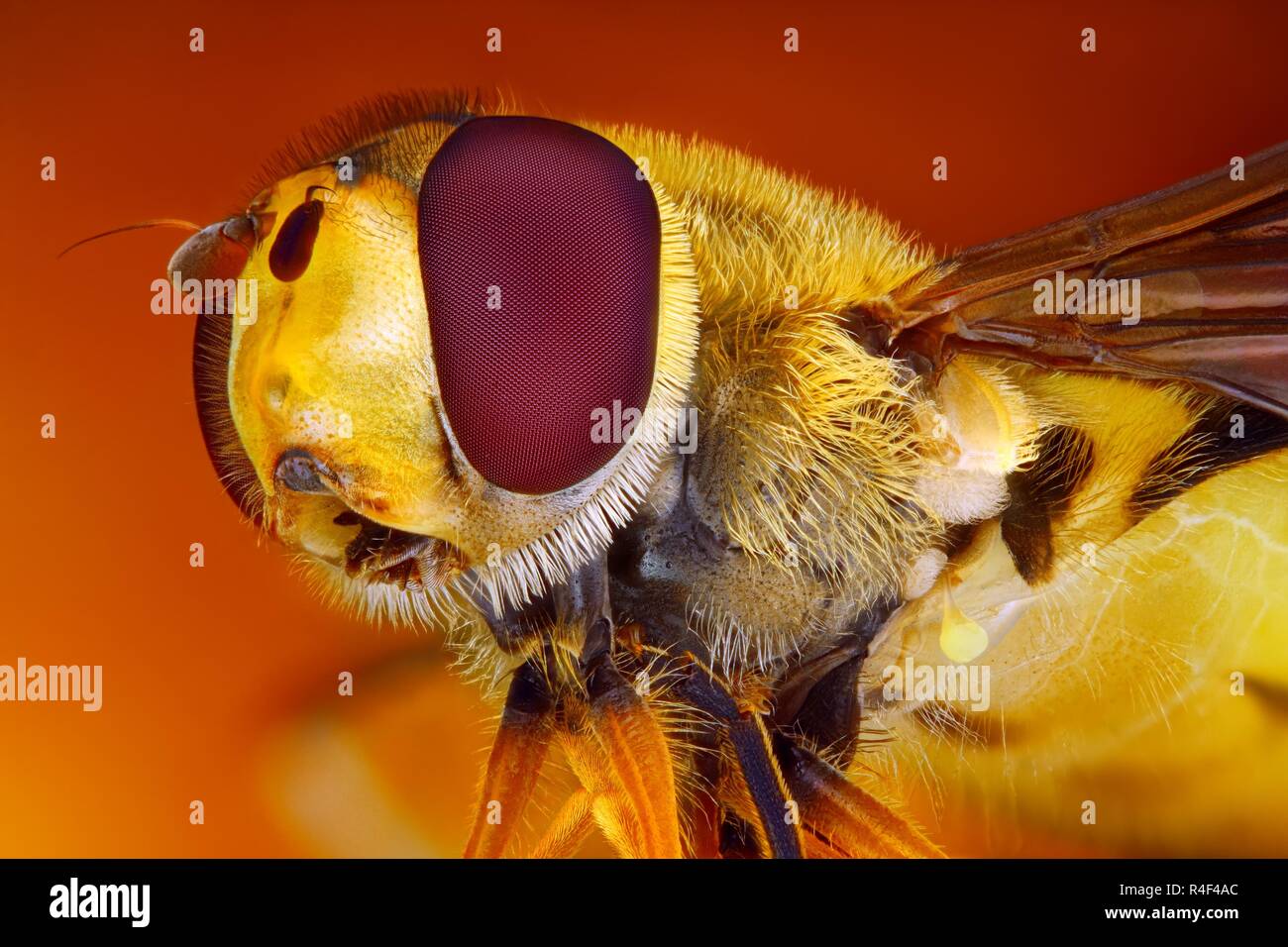 Life and structure hi-res stock photography and images - Alamy