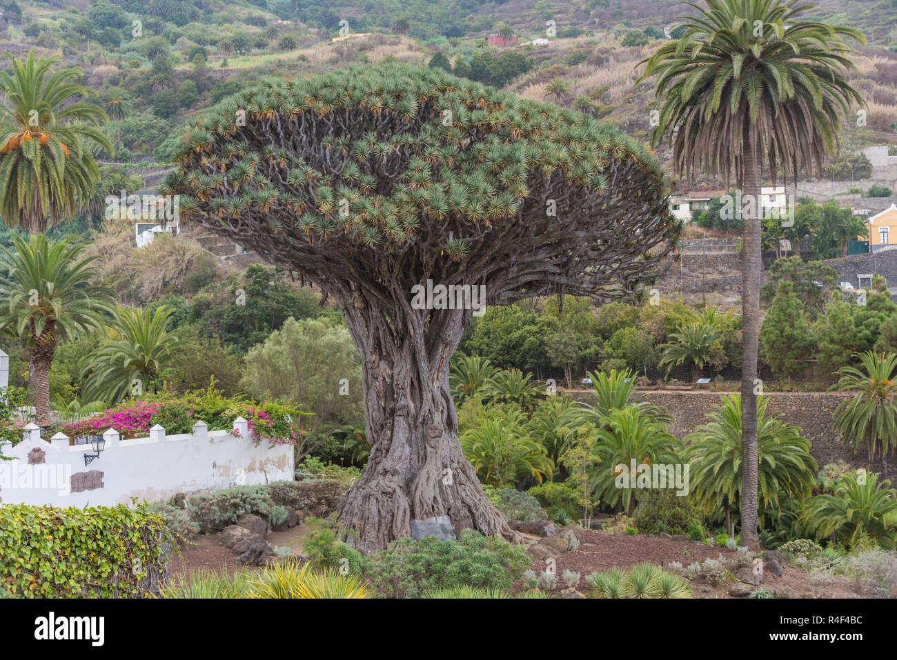 Tenerife drago milenario hi-res stock photography and images - Alamy