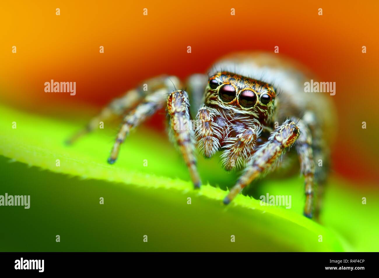 Beautiful close-up of a Jumping spider Stock Photo - Alamy