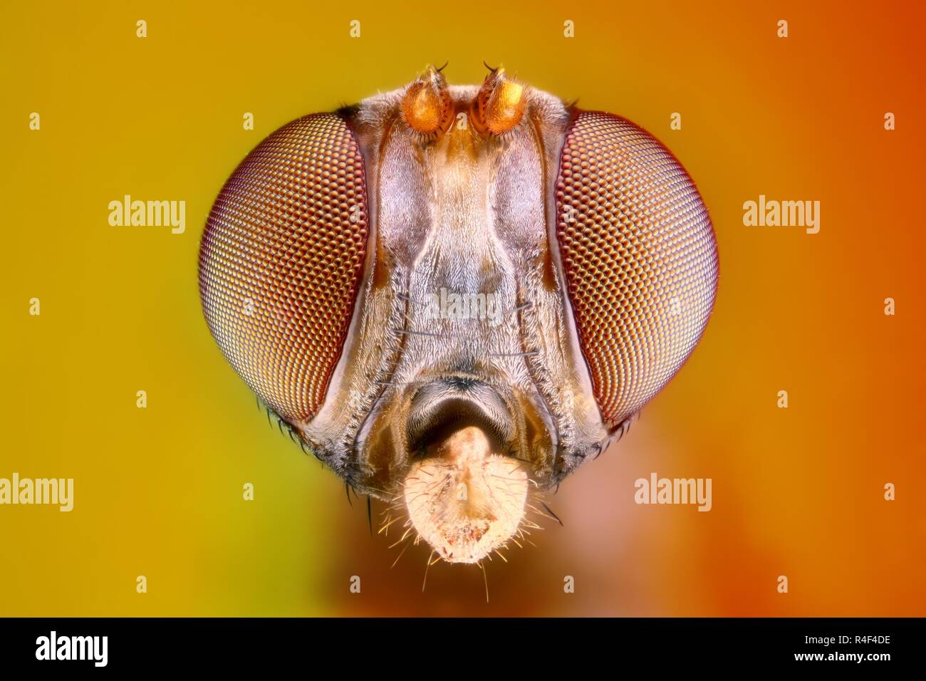 Fly head micro hi-res stock photography and images - Alamy
