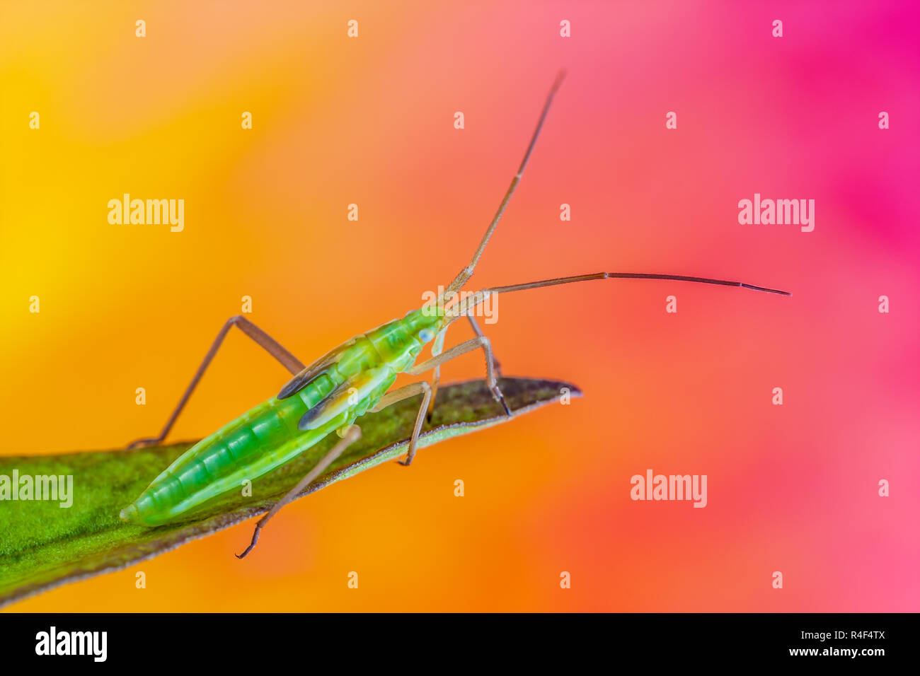 Microscopic images hi-res stock photography and images - Alamy