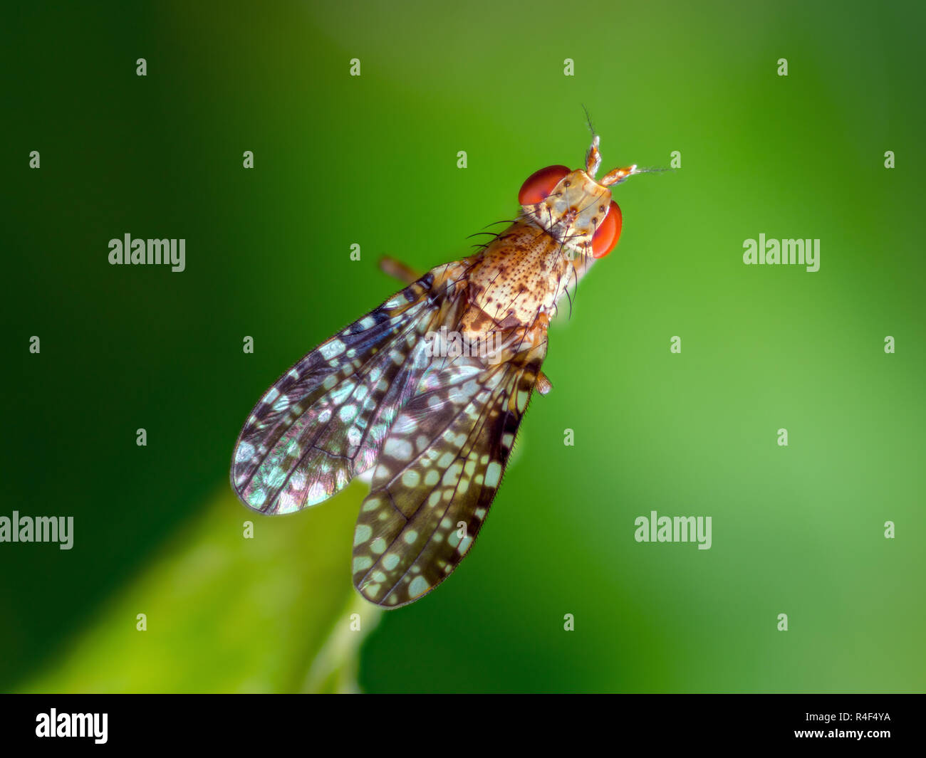Microscopic images hi-res stock photography and images - Alamy