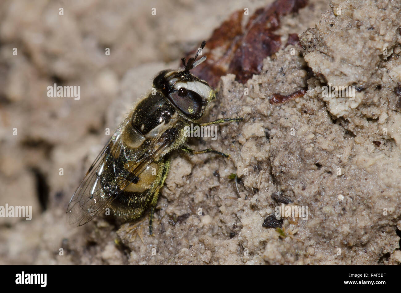 Copestylum sp hi-res stock photography and images - Alamy