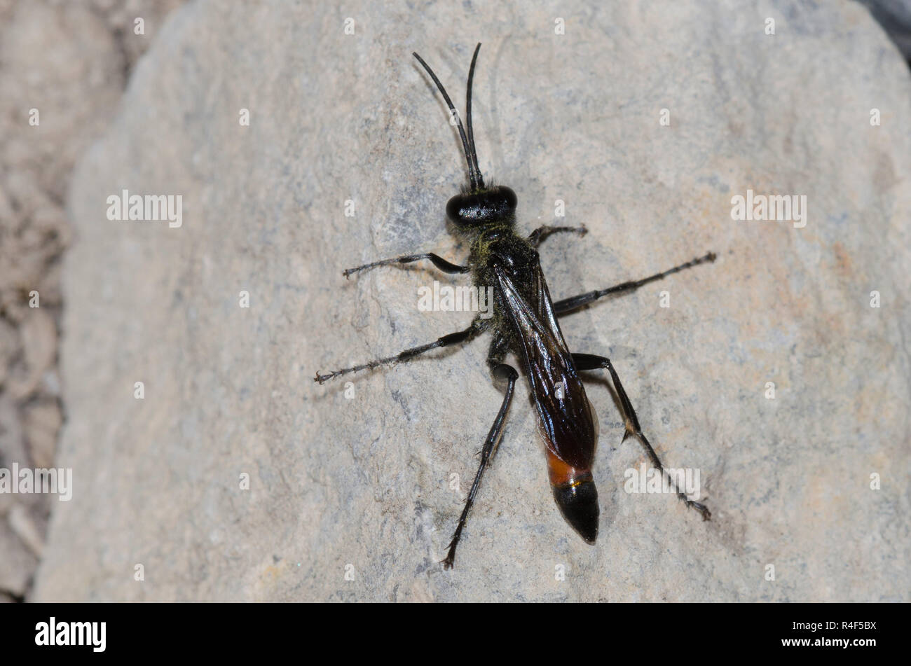 Cutworm Wasp (Thread-waisted Wasp), Podalonia sp Stock Photo - Alamy