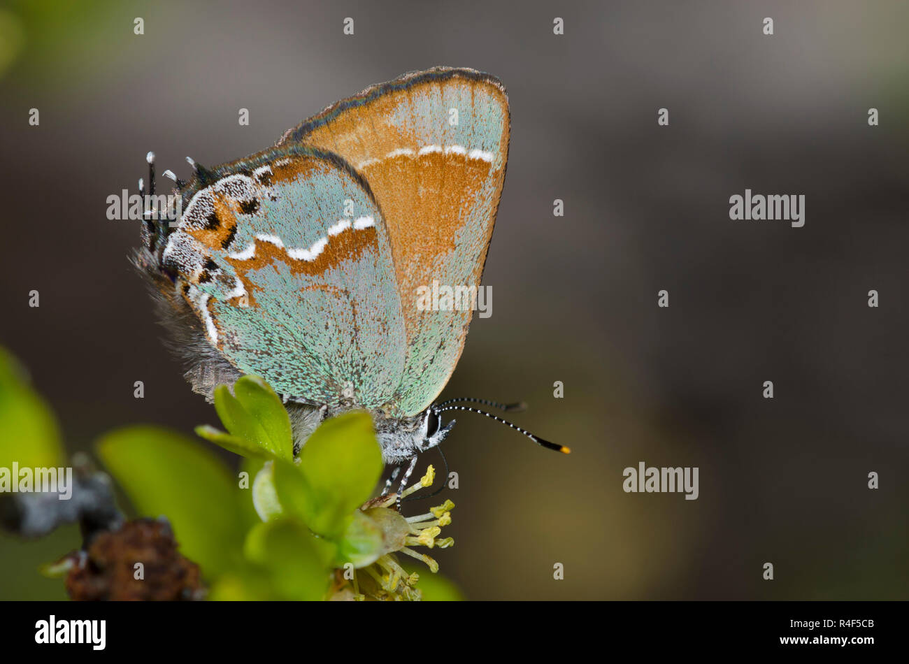 New Mexico State Butterfly