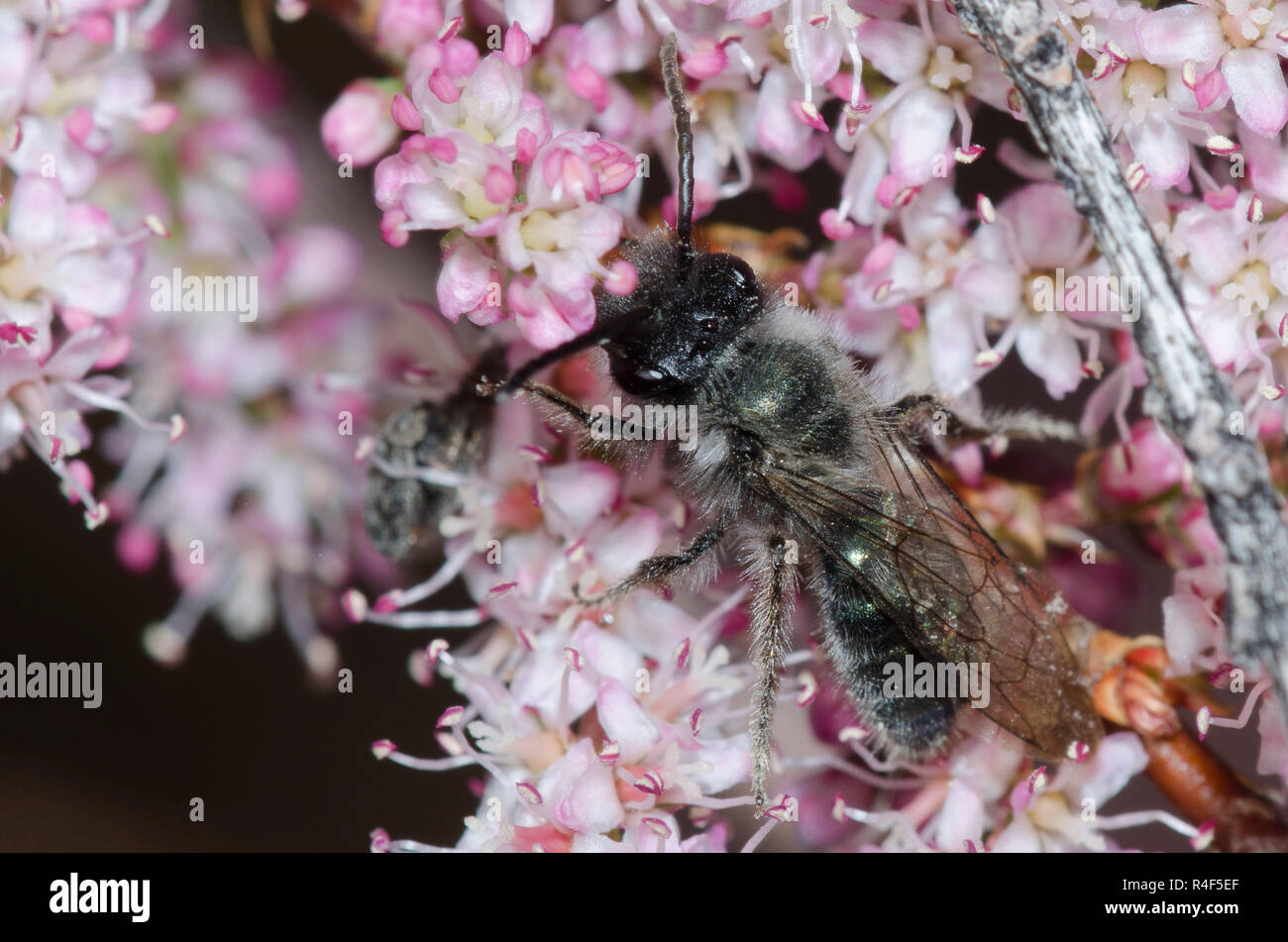 Mining Bee, Andrena sp., nectaring from Saltcedar, Tamarix ramosissima ...