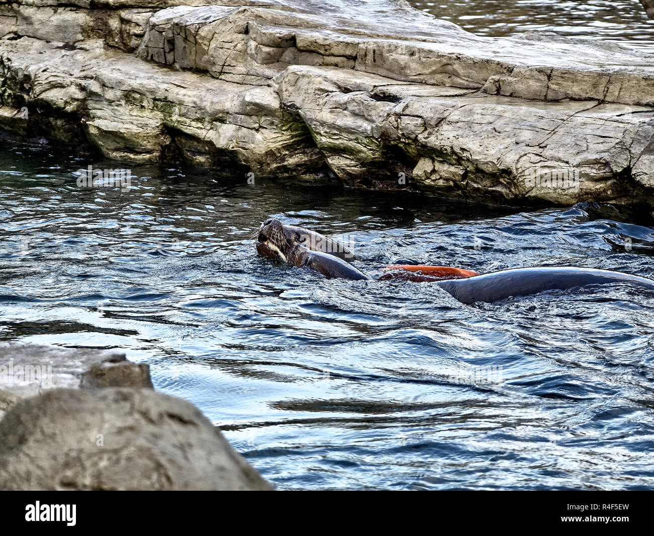 Atlantic grey seals underwater hi-res stock photography and images - Alamy