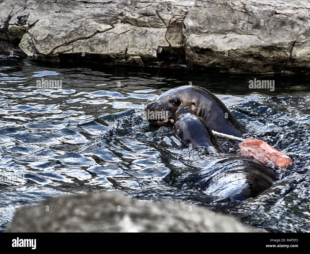 Atlantic grey seals underwater hi-res stock photography and images - Alamy