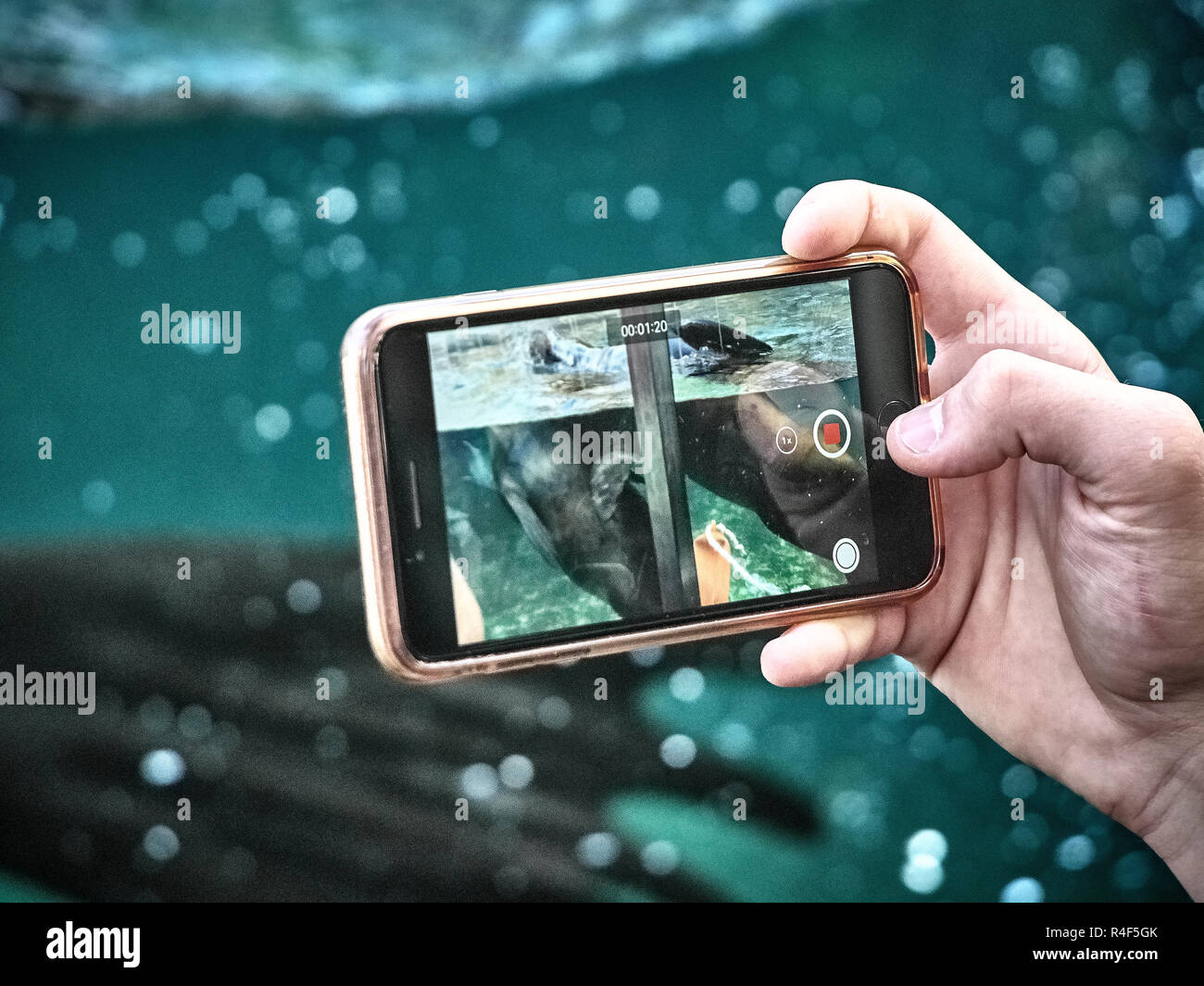 Shot of seals swimming in a pool at the zoo seen from a smartphone ...