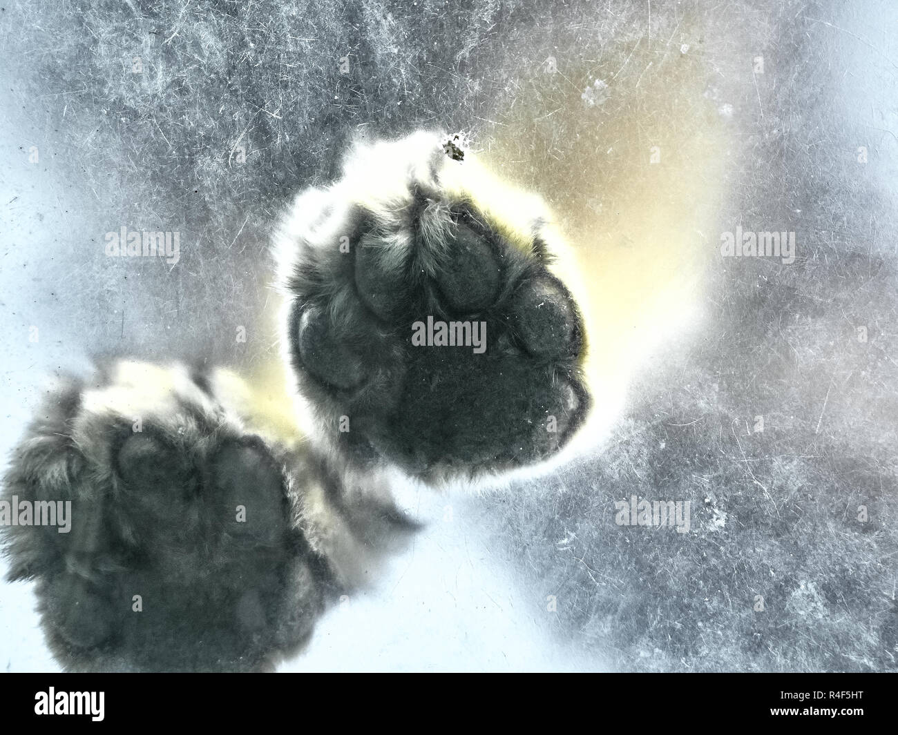 Shot of the feet of a lion seen from below Stock Photo - Alamy