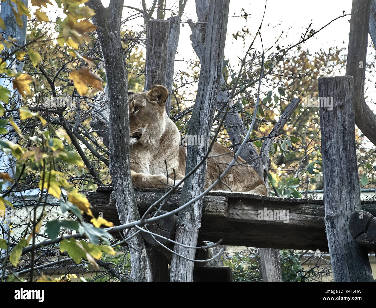 Shot of a lion relaxing at the zoo Stock Photo - Alamy