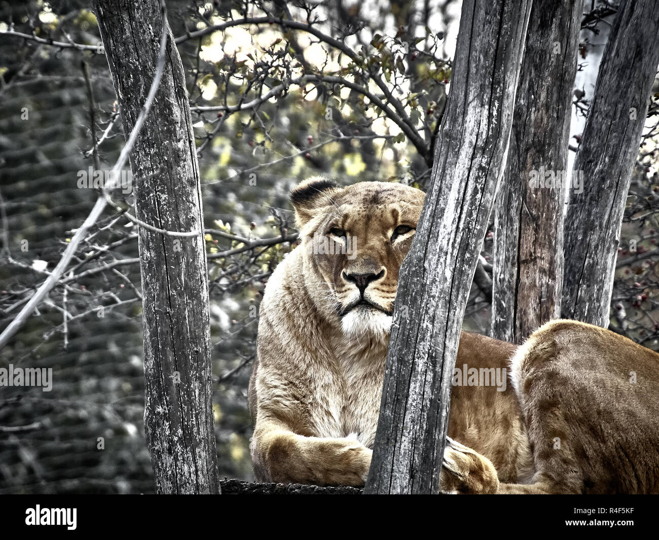 Shot of a lion relaxing at the zoo Stock Photo - Alamy