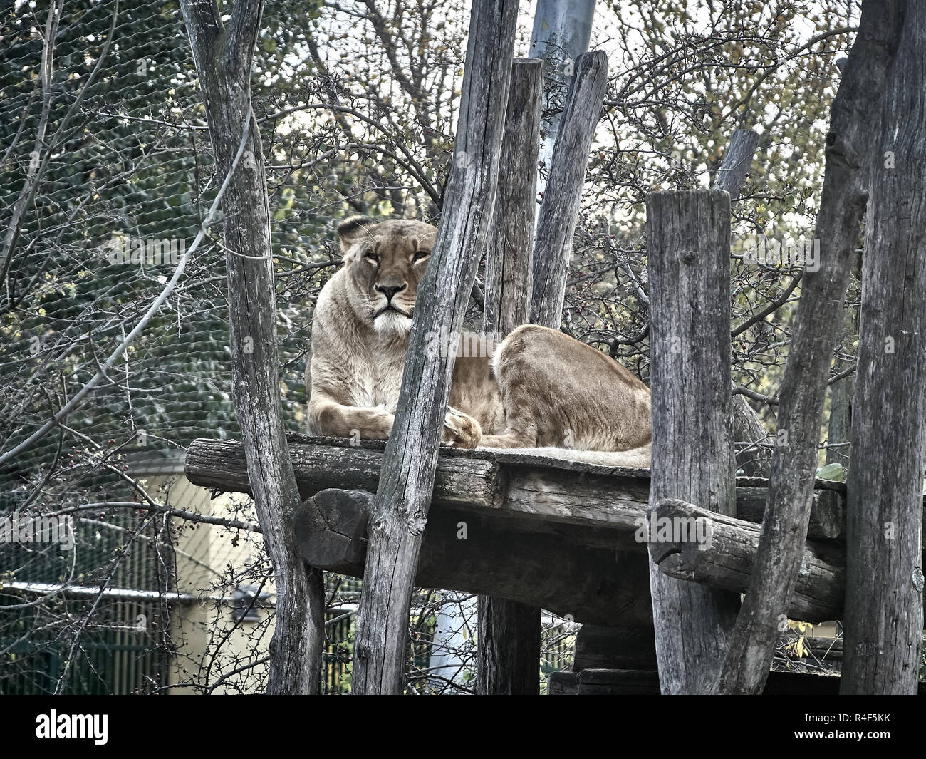 Shot of a lion relaxing at the zoo Stock Photo - Alamy
