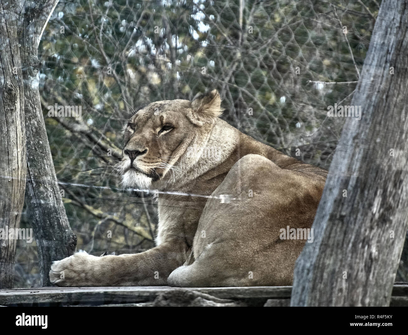Shot of a lion relaxing at the zoo Stock Photo - Alamy