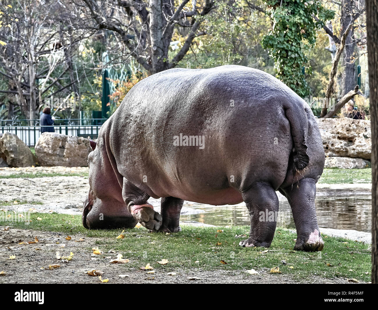 Close up view of a hippopotamus from the back Stock Photo - Alamy