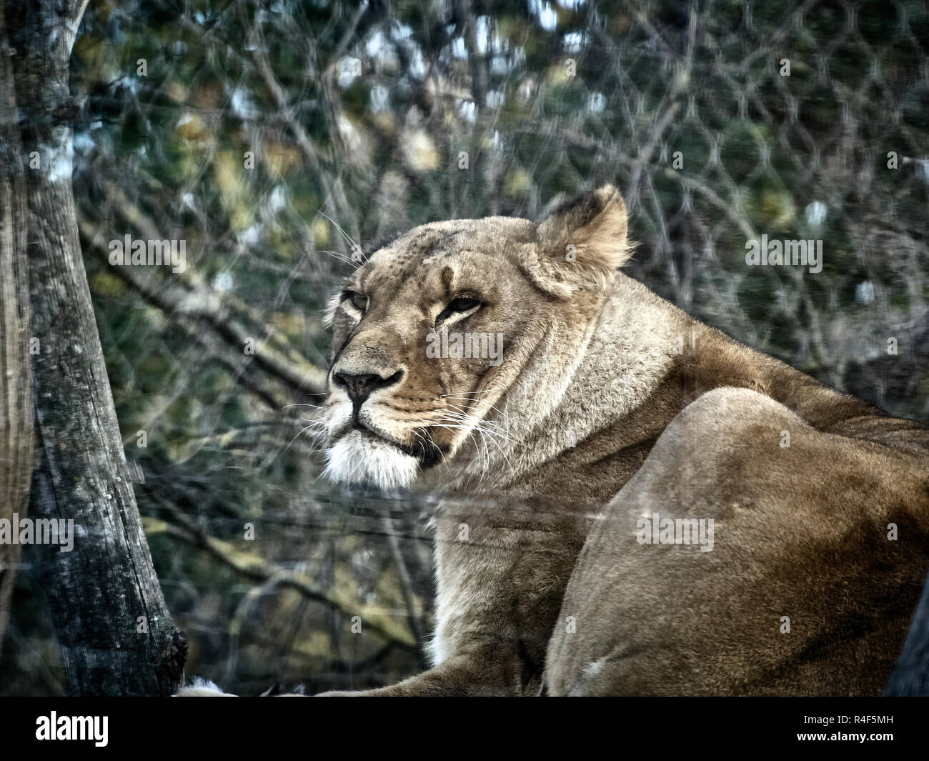 Shot of a lion relaxing at the zoo Stock Photo - Alamy