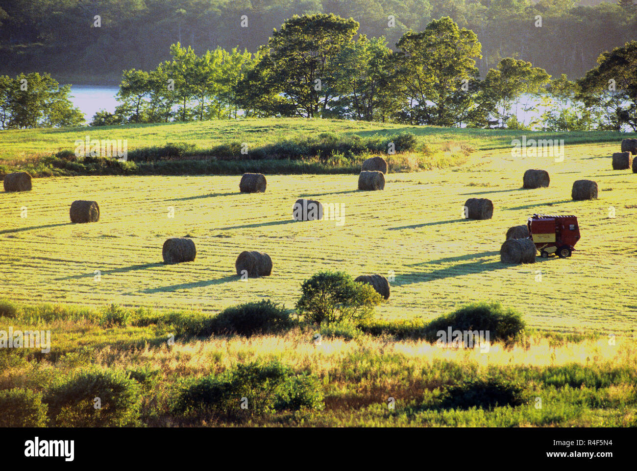 Cut and rolled hay in a farmer's field in Rockland, Maine, USA Stock ...
