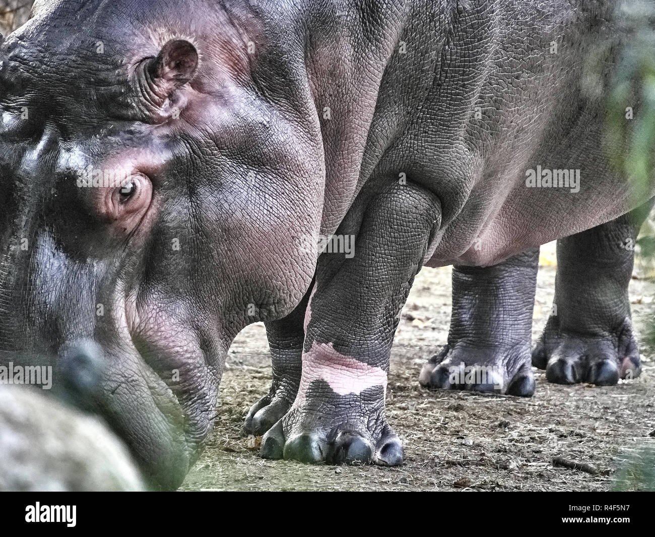Close up hippopotamus in lake hi-res stock photography and images - Alamy