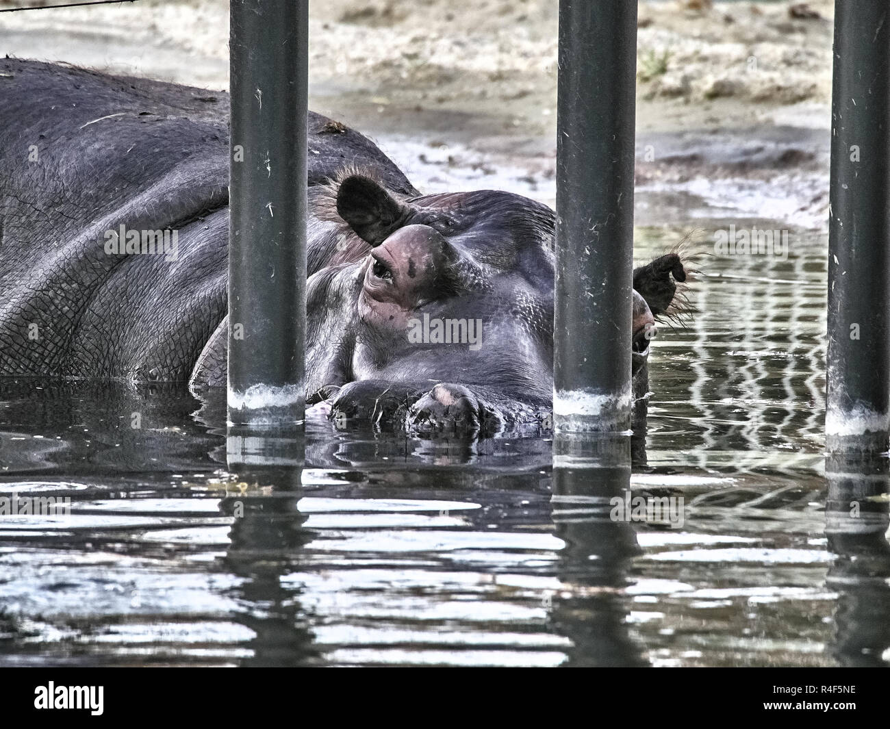 Hippopotamus underwater hi-res stock photography and images - Alamy
